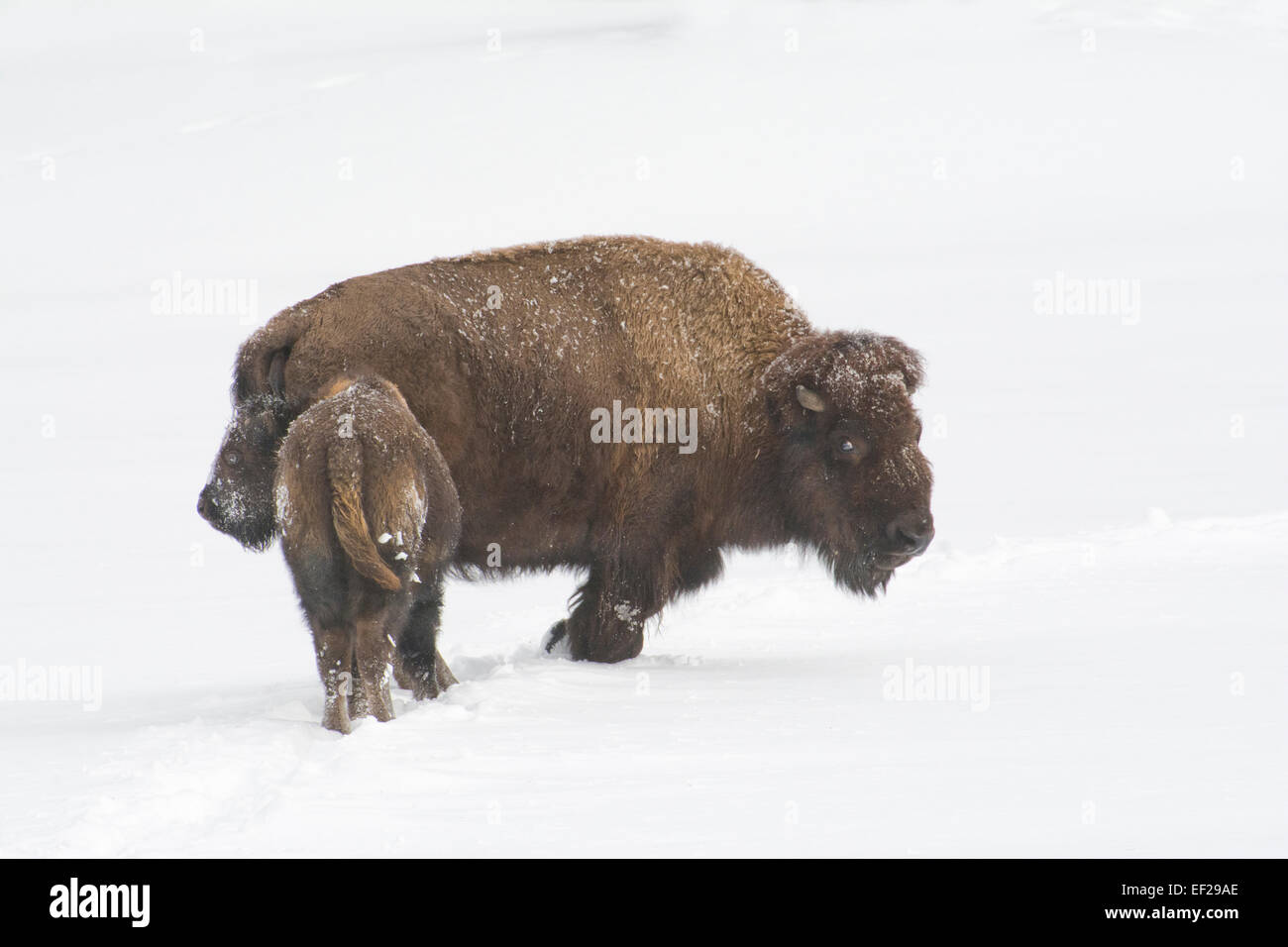 Female Bison with calf Stock Photo - Alamy