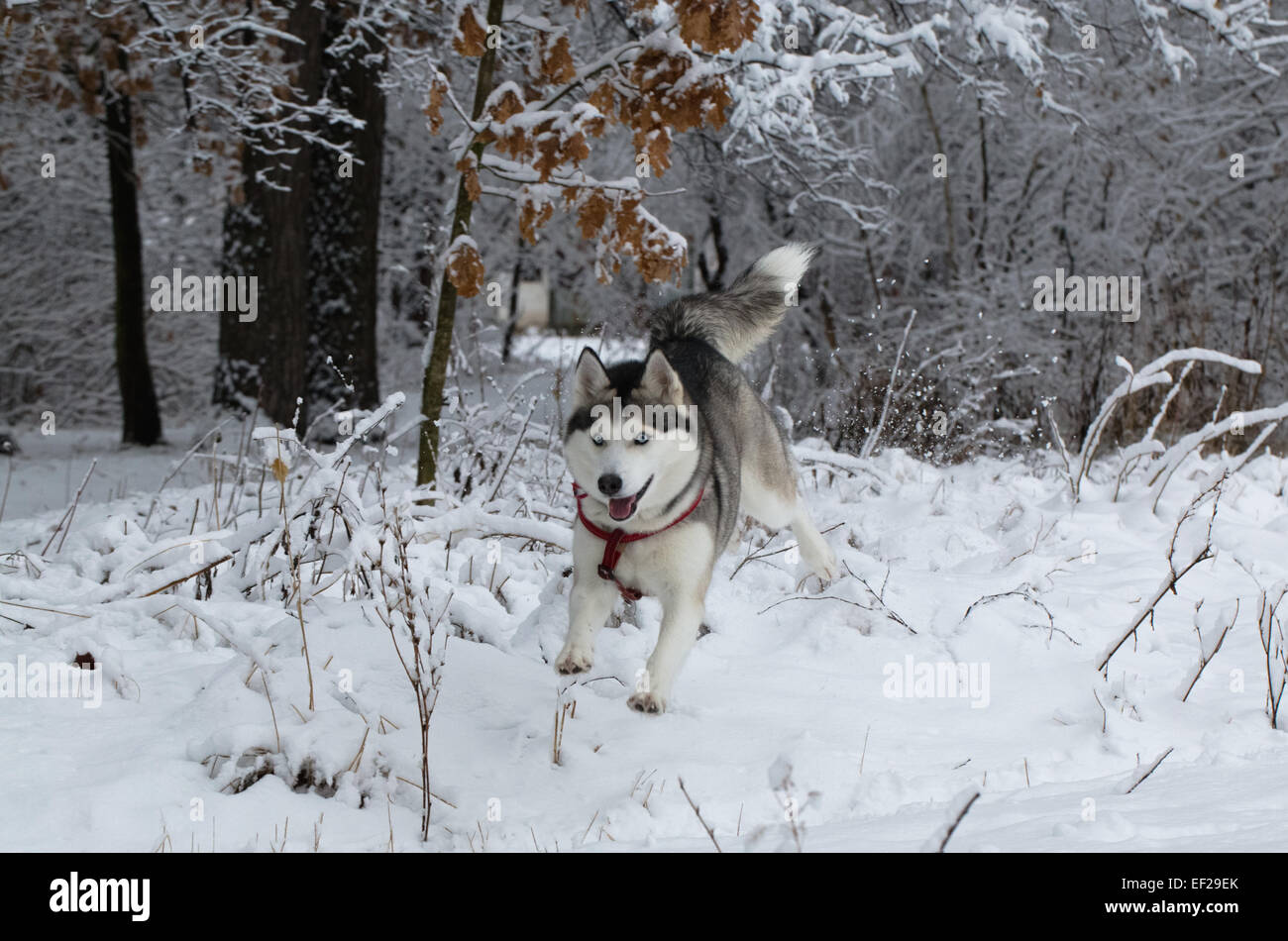 Siberian Husky winter Stock Photo - Alamy