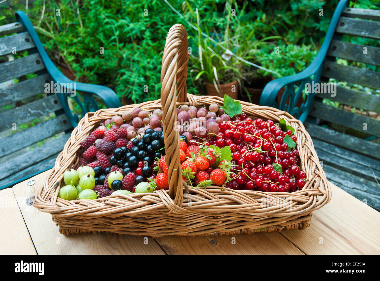 Wicker basket full of home grown colourful berries including red/ black ...
