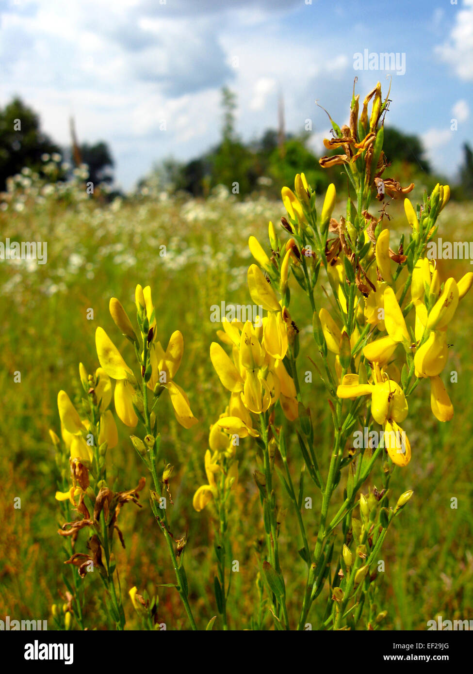 Genista plant hi-res stock photography and images - Alamy