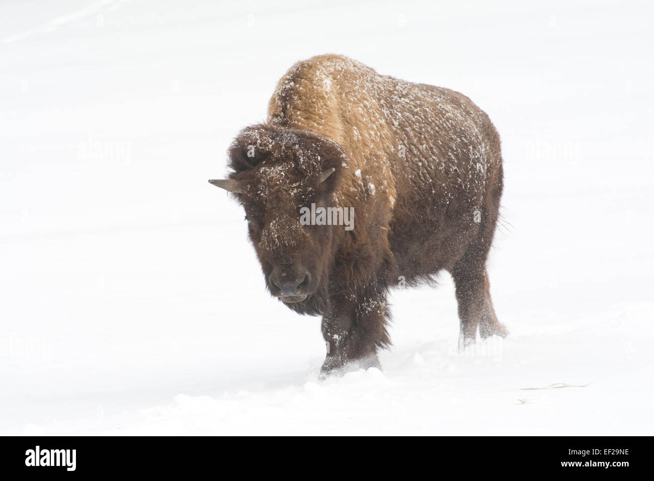 Female bison hi-res stock photography and images - Alamy