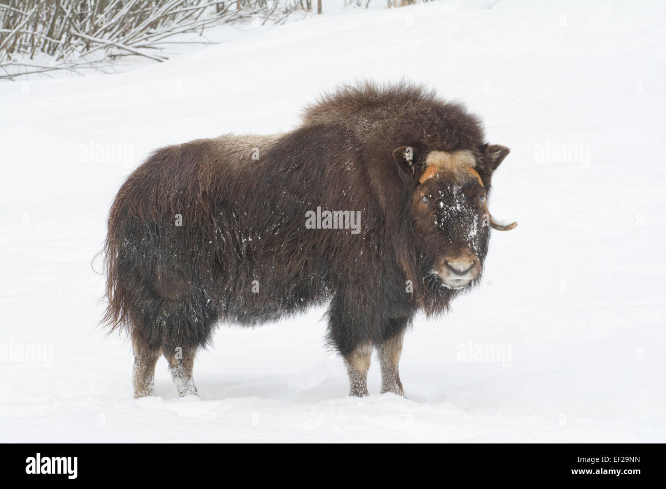 Single ox hi-res stock photography and images - Alamy