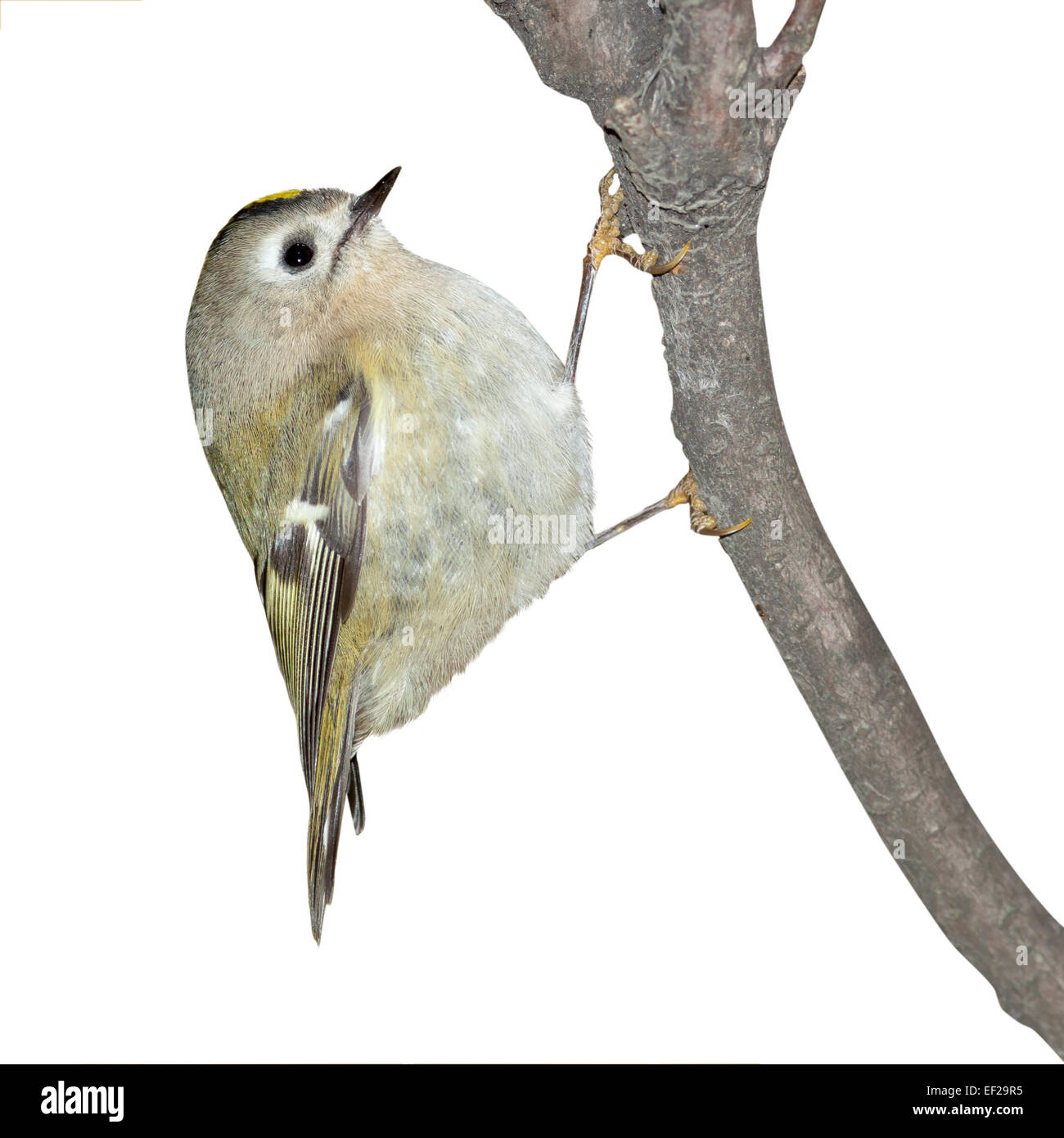 Goldcrest (Regulus regulus).Wild bird in front of white background ...