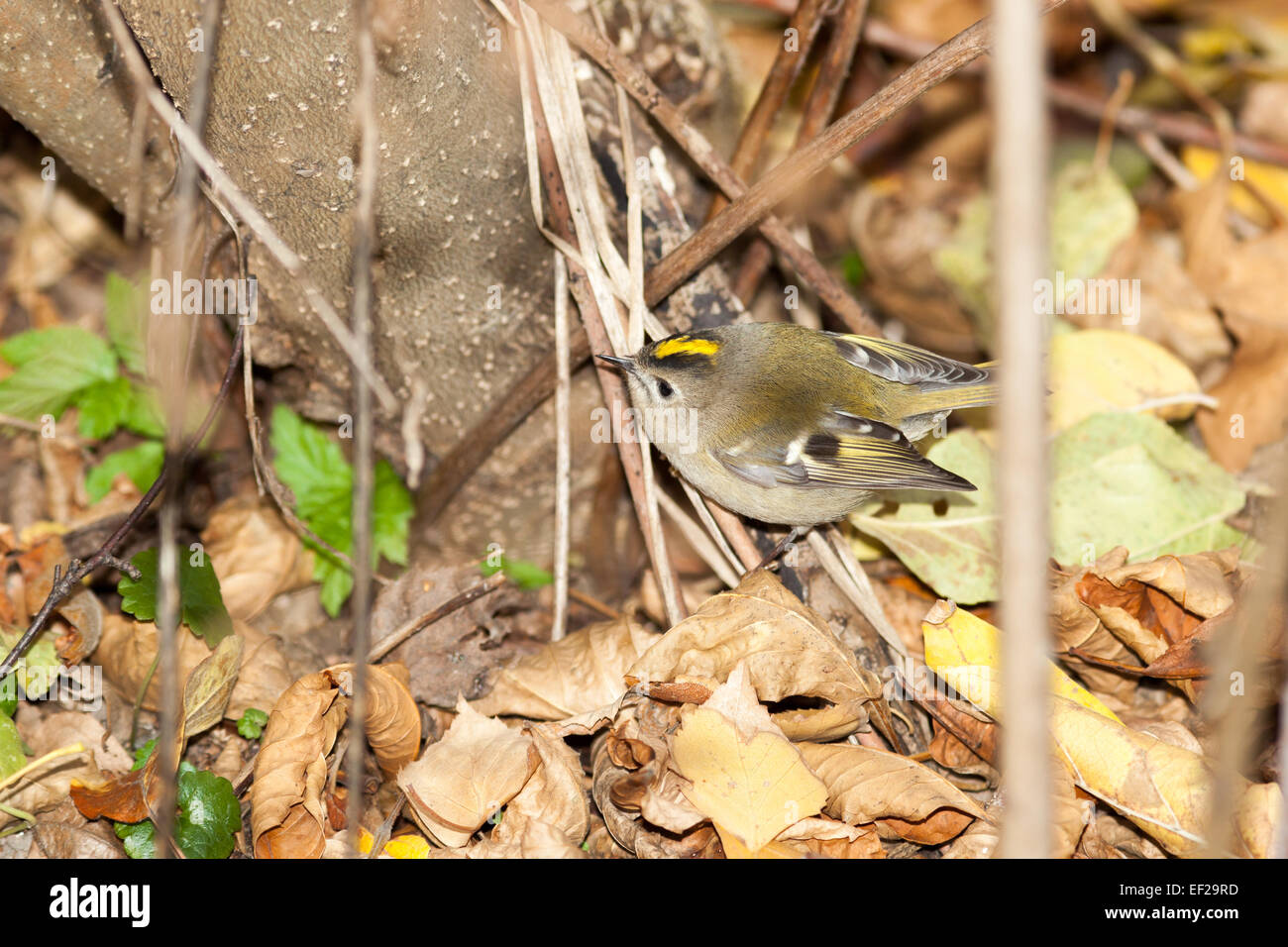 Regulus regulus autumn hi-res stock photography and images - Alamy