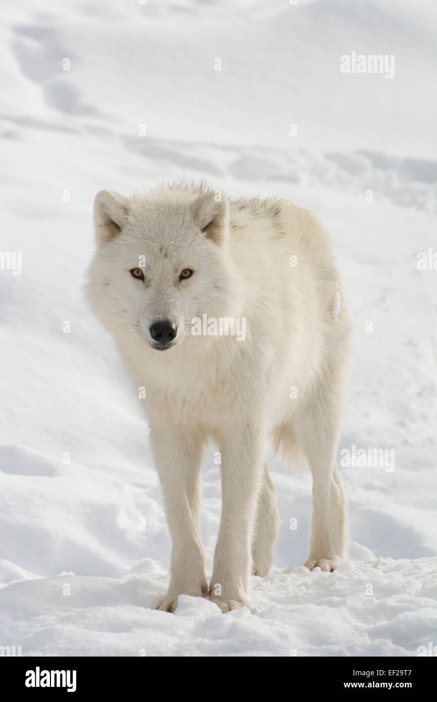 A single Arctic Wolf in winter Stock Photo - Alamy