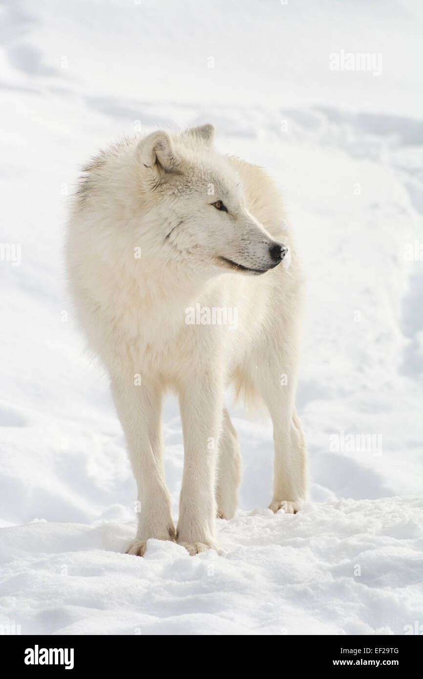 A single Arctic Wolf in winter Stock Photo - Alamy