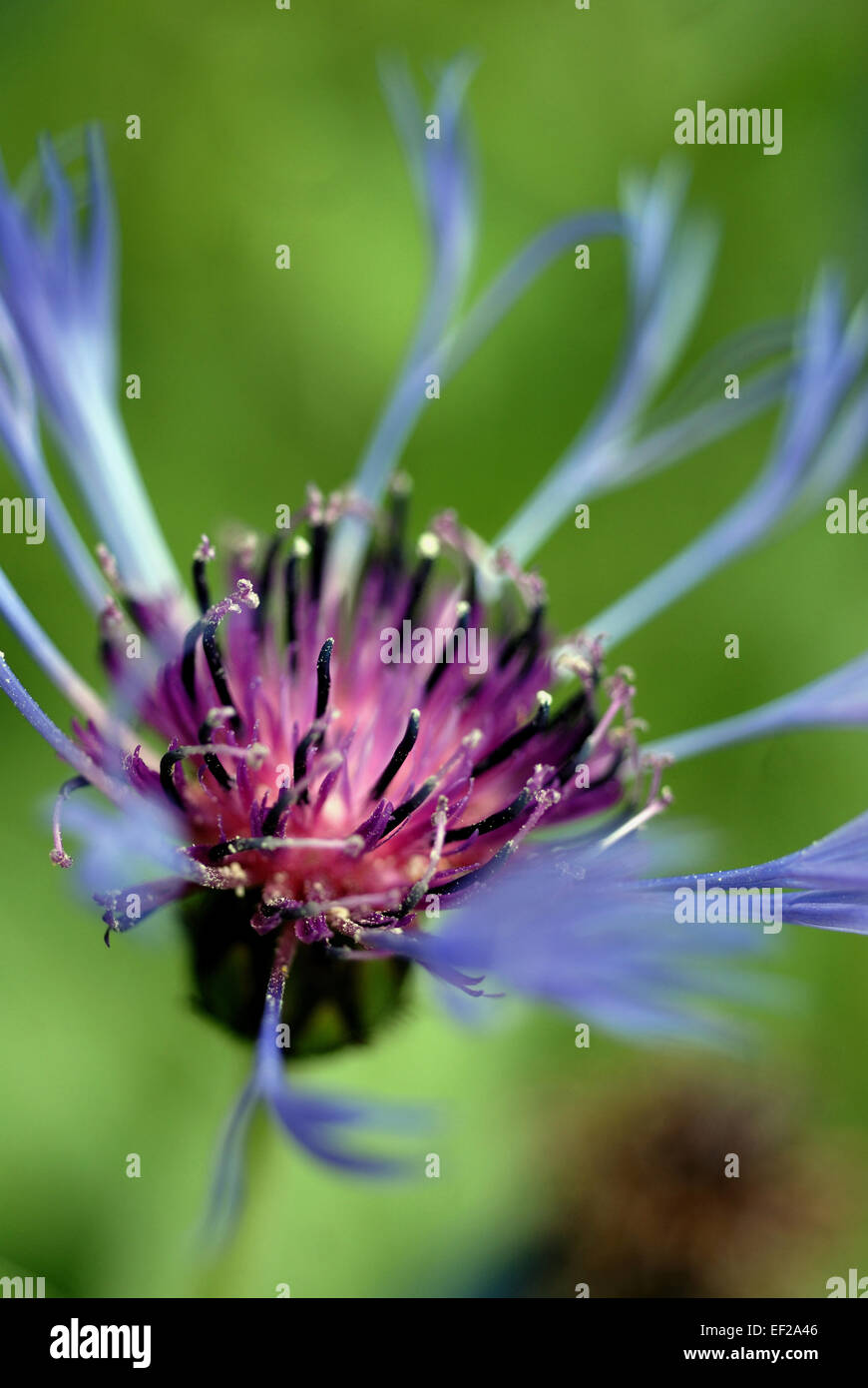 Blue perennial cornflower Stock Photo - Alamy