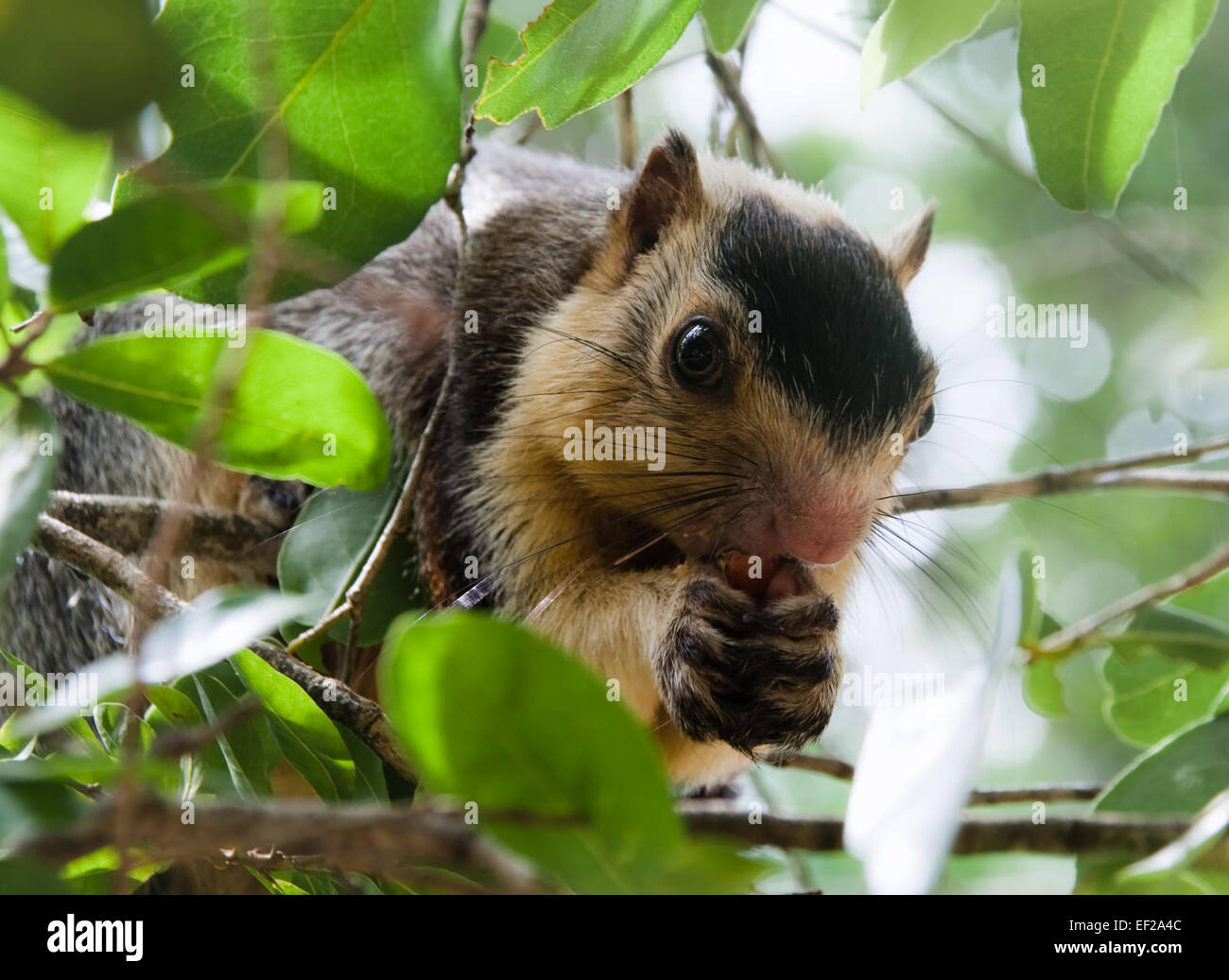 Chinnar Grizzled Giant Squirrel