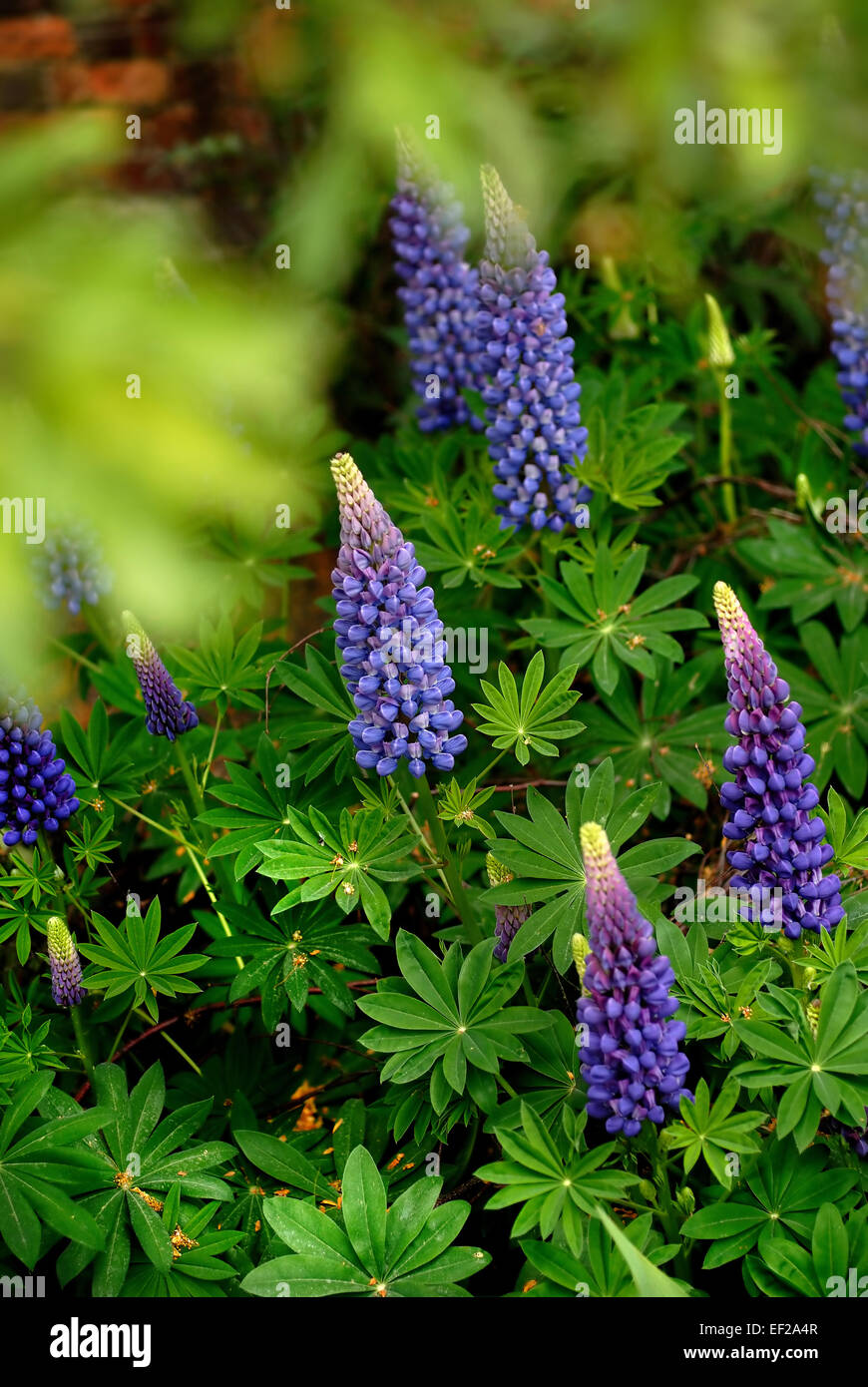 Elegant lupins hi-res stock photography and images - Alamy