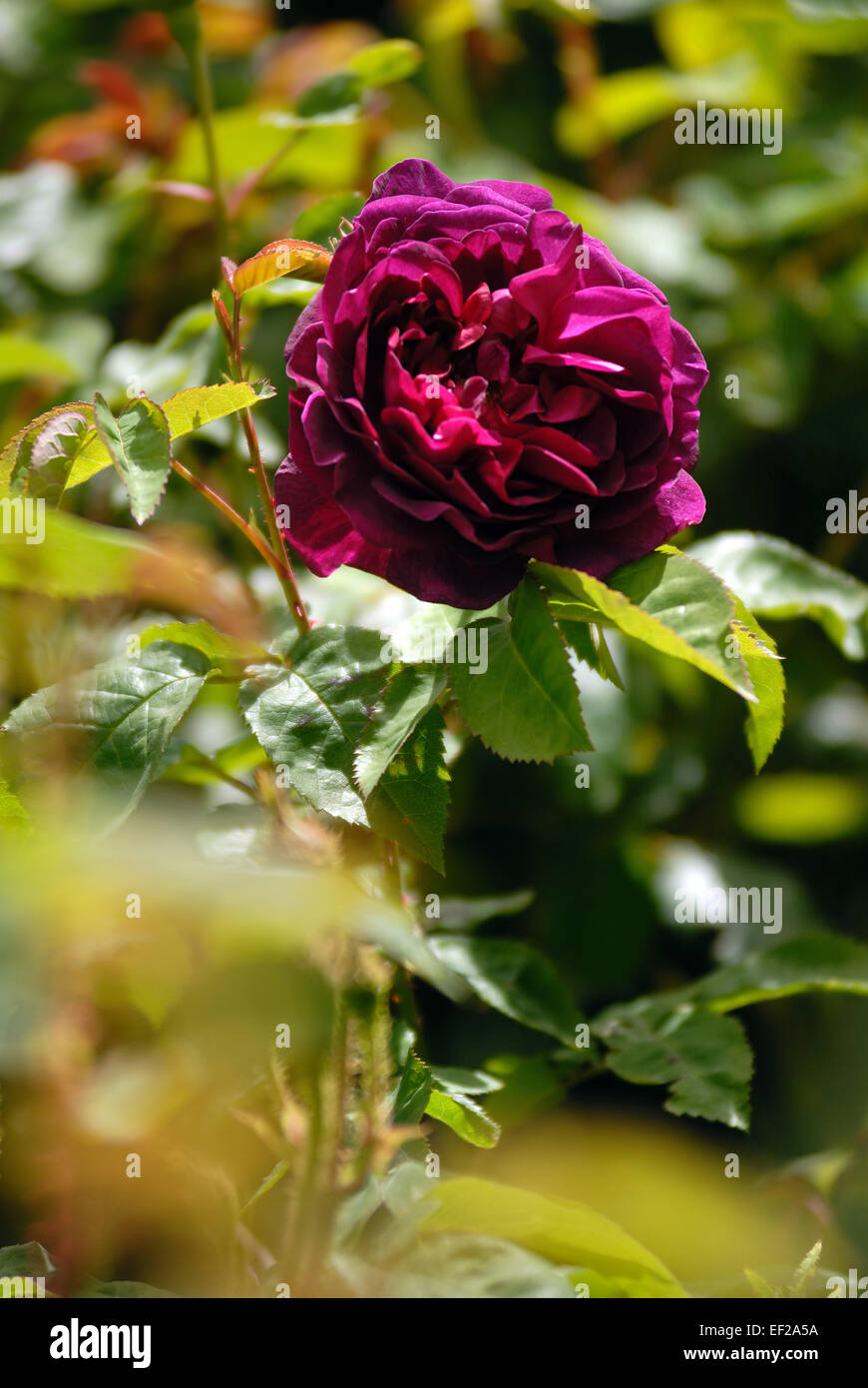 Beautiful maroon rose Stock Photo - Alamy