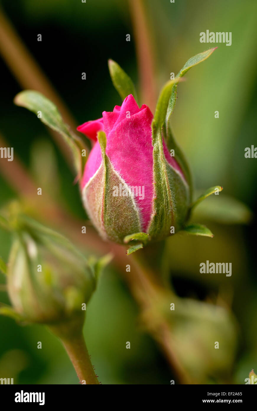 Beautiful pink rosebud Stock Photo - Alamy