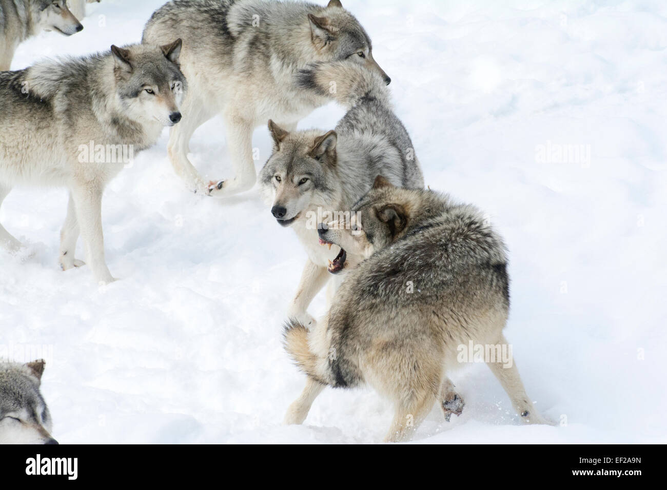 Gray wold pack hi-res stock photography and images - Alamy