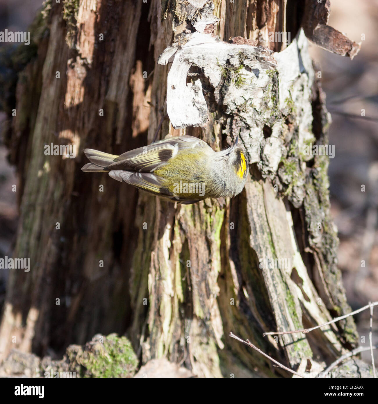 Regulidae bird hi-res stock photography and images - Alamy