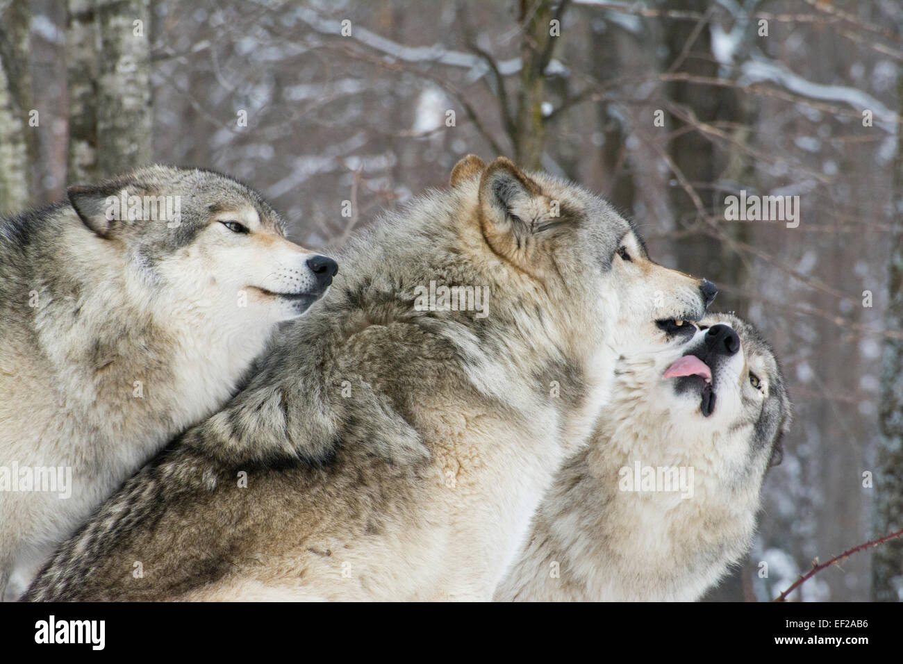A trio of Timber Wolves in winter Stock Photo - Alamy