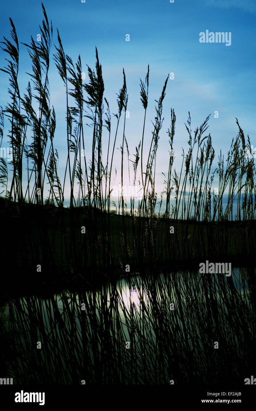Reeds canal hi-res stock photography and images - Alamy