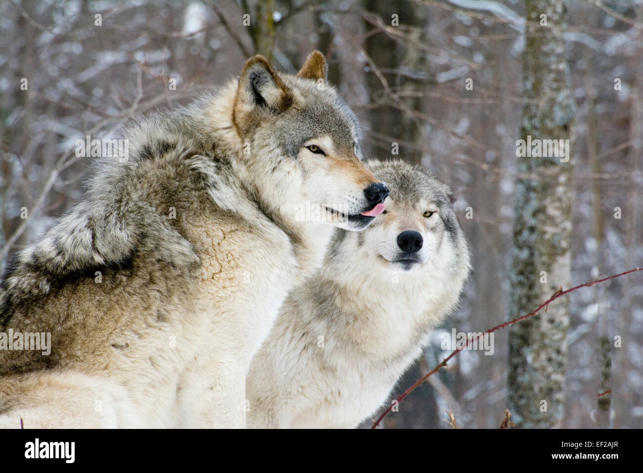 A pair of Timber Wolves Stock Photo - Alamy