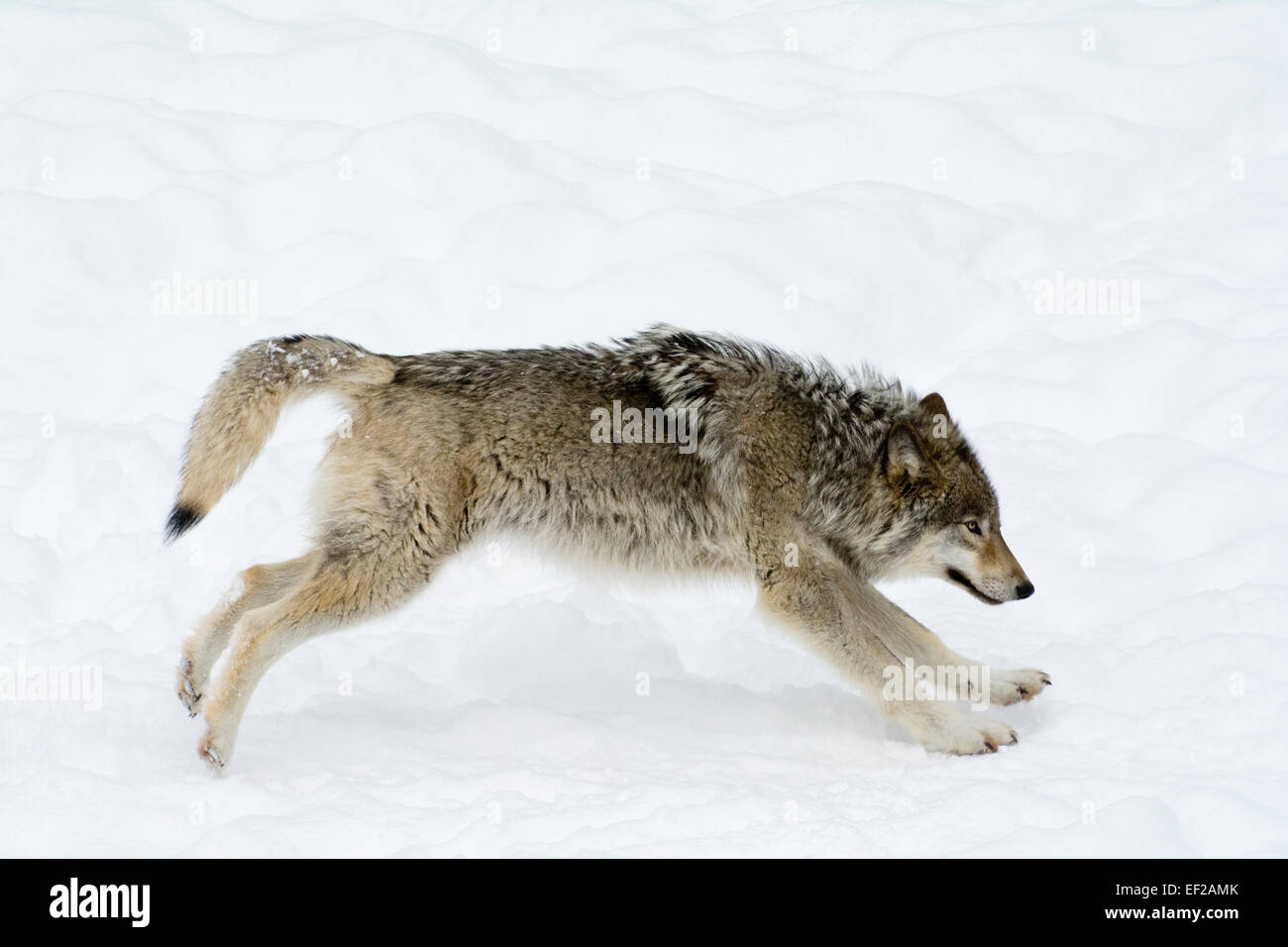A young Timber Wolf in winter Stock Photo - Alamy