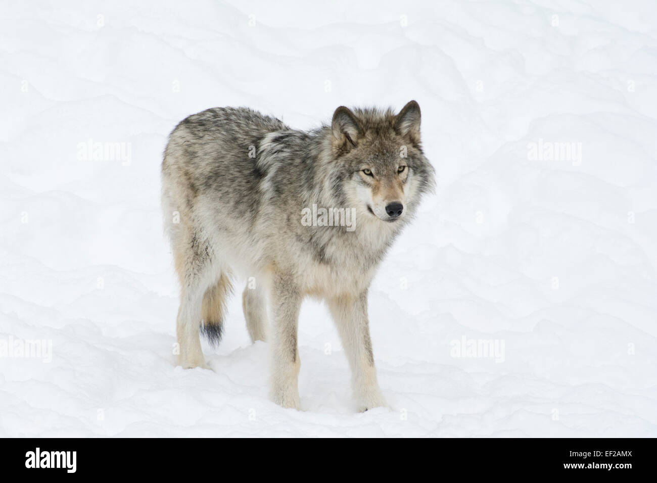 A young Timber Wolf in winter Stock Photo - Alamy