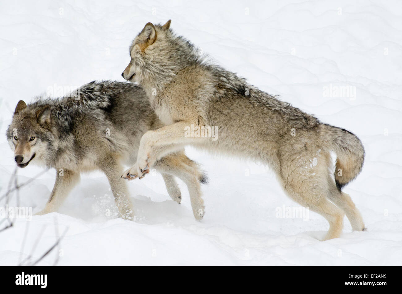 Young gray wolf winter hi-res stock photography and images - Alamy