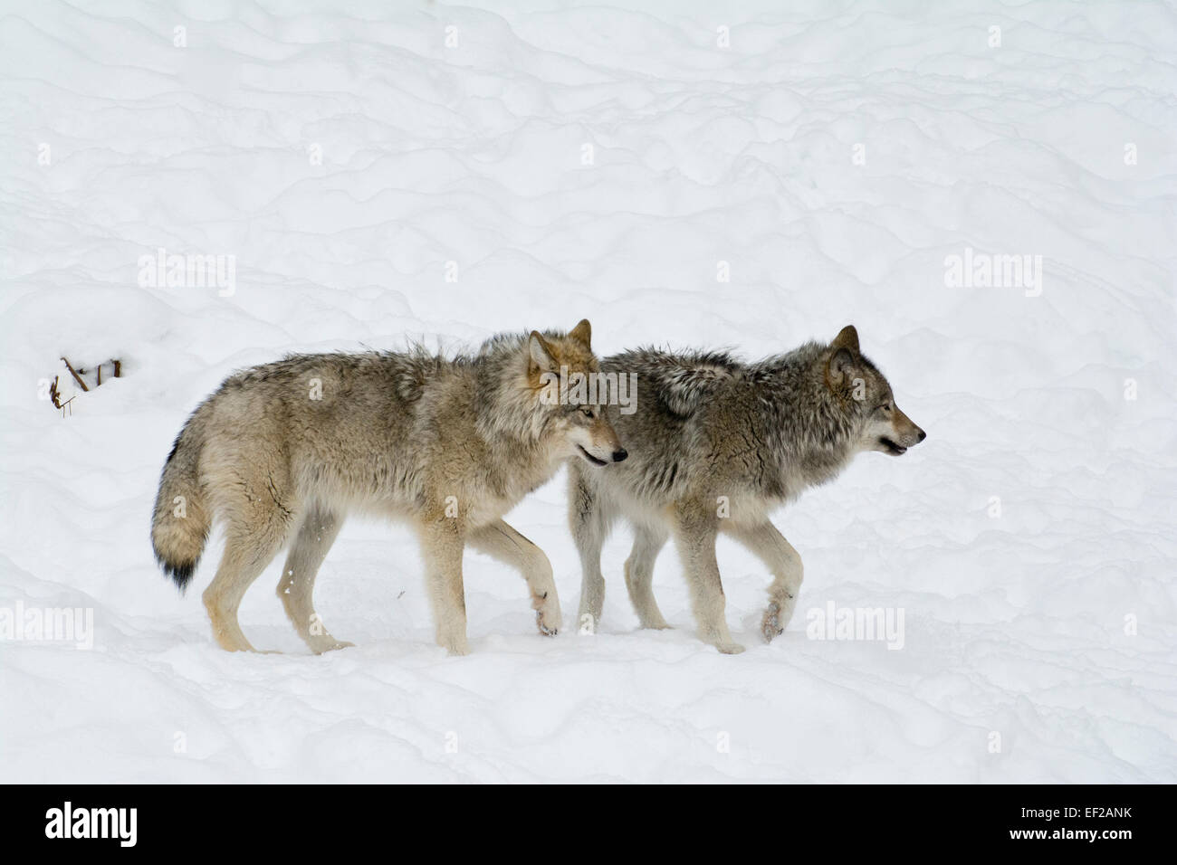 Young gray wolf winter hi-res stock photography and images - Alamy