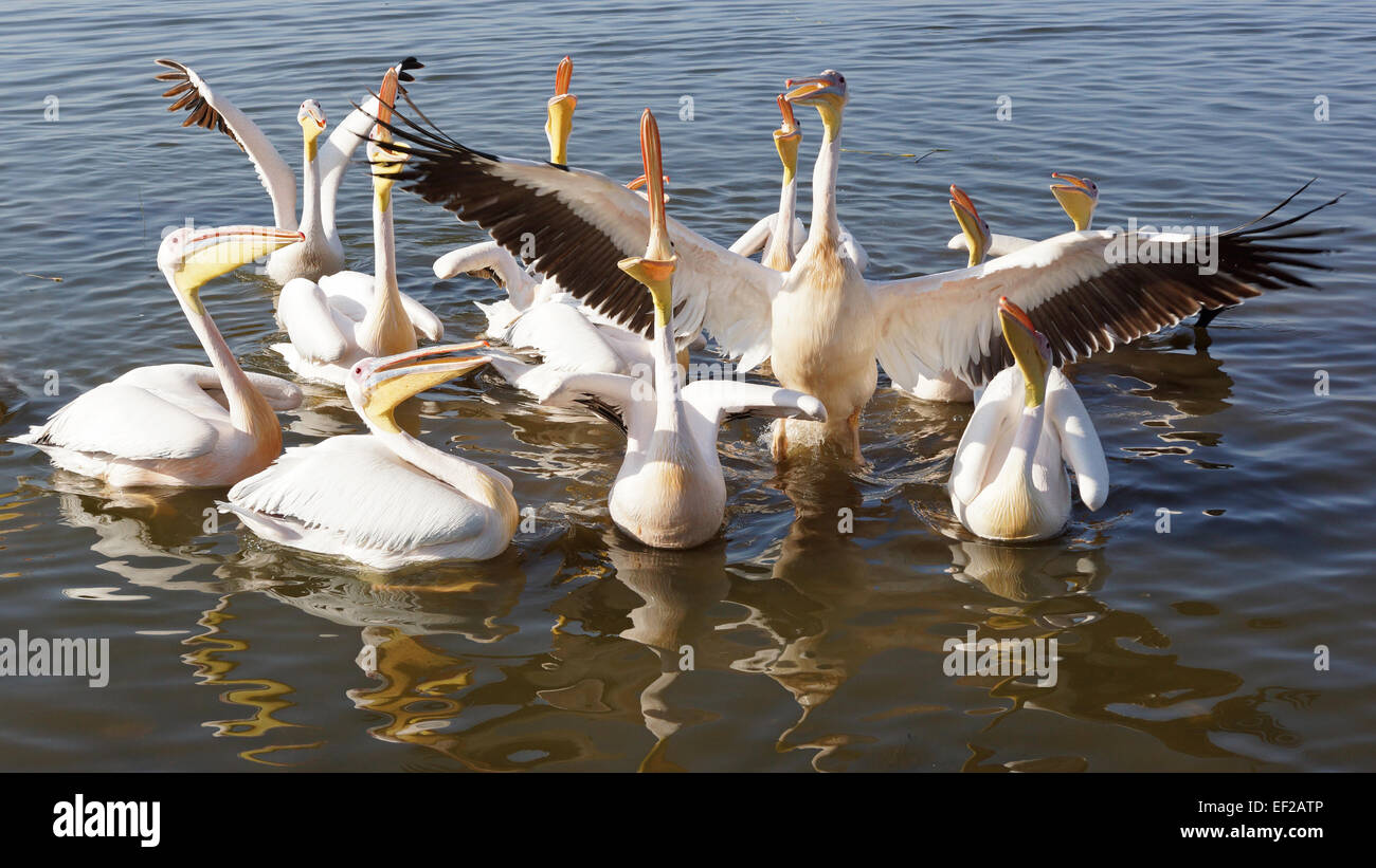 Great White Pelicans on Lake Awassa, Ethiopia, Africa Stock Photo - Alamy