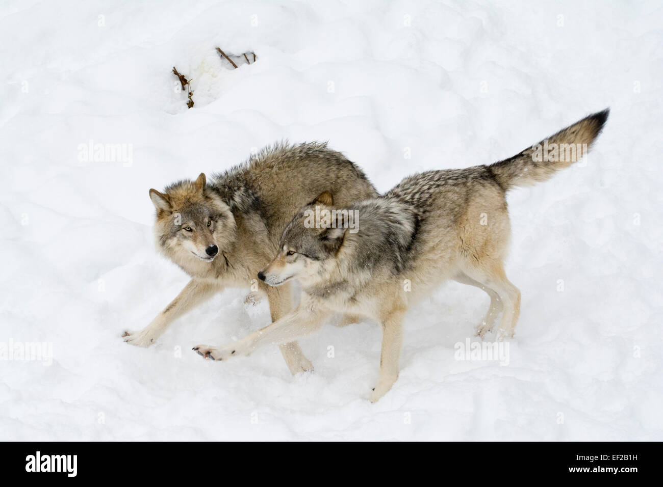 Young gray wolf winter hi-res stock photography and images - Alamy