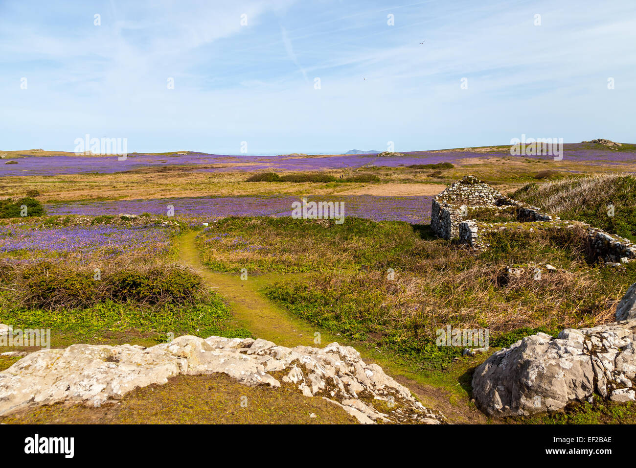 Boat to skomer hi-res stock photography and images - Alamy