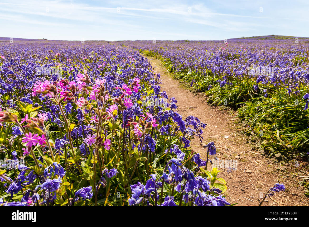 Boat to skomer hi-res stock photography and images - Alamy