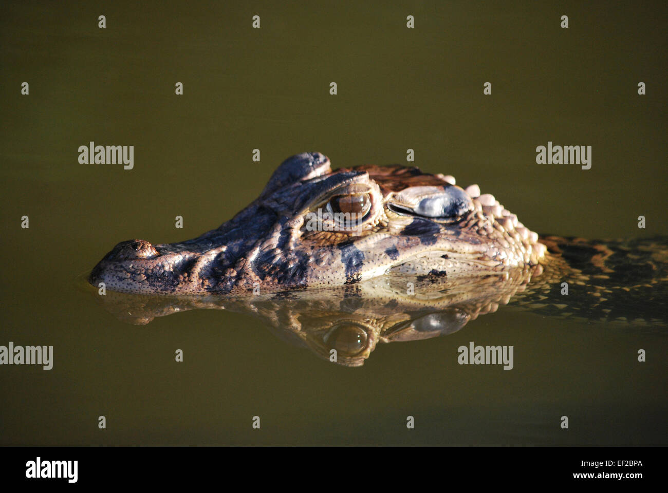 Caiman in a lake in the Bolivian Rainforest Stock Photo - Alamy