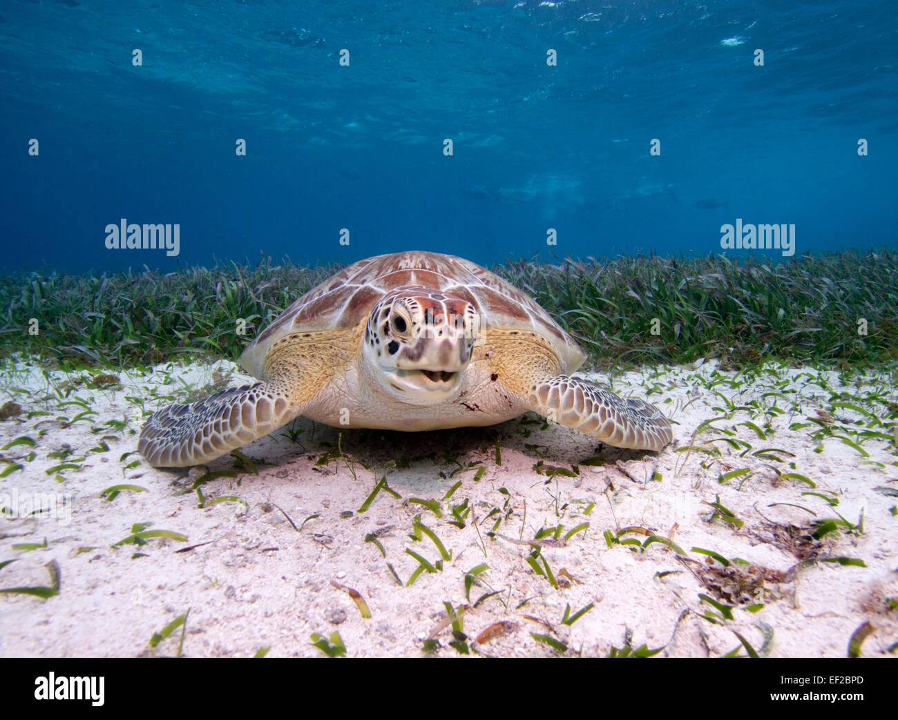 Green turtle in Hol Chan Marine Reserve, Belize Stock Photo - Alamy
