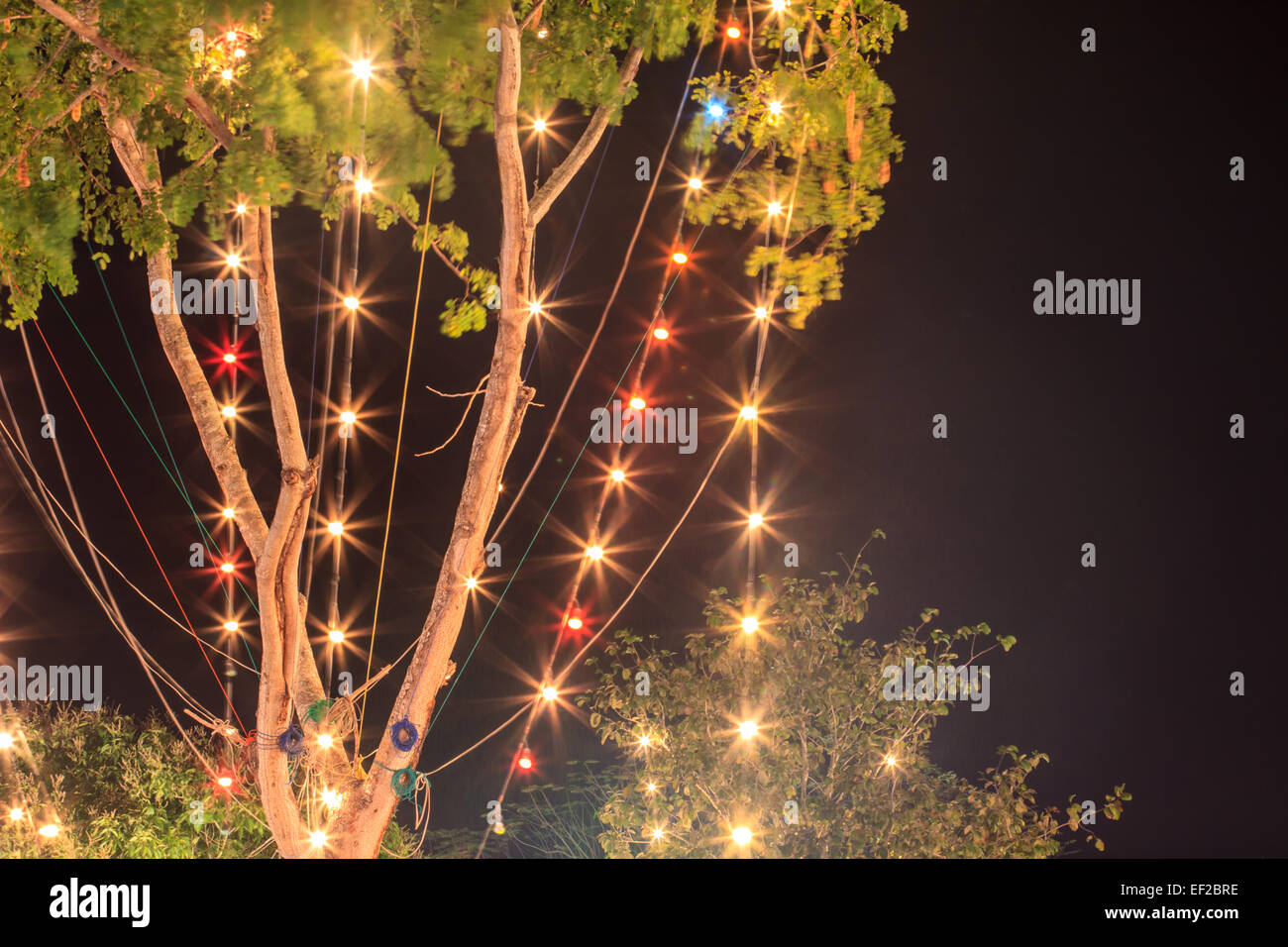 Bulbs on the tree, Illuminated decoration of trees at night / Christmas ...