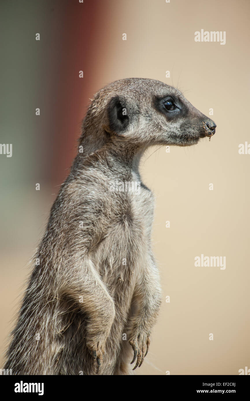 Compare the meerkat com hi-res stock photography and images - Alamy