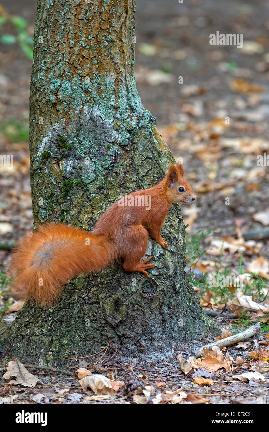 Red gray squirrel hi-res stock photography and images - Alamy