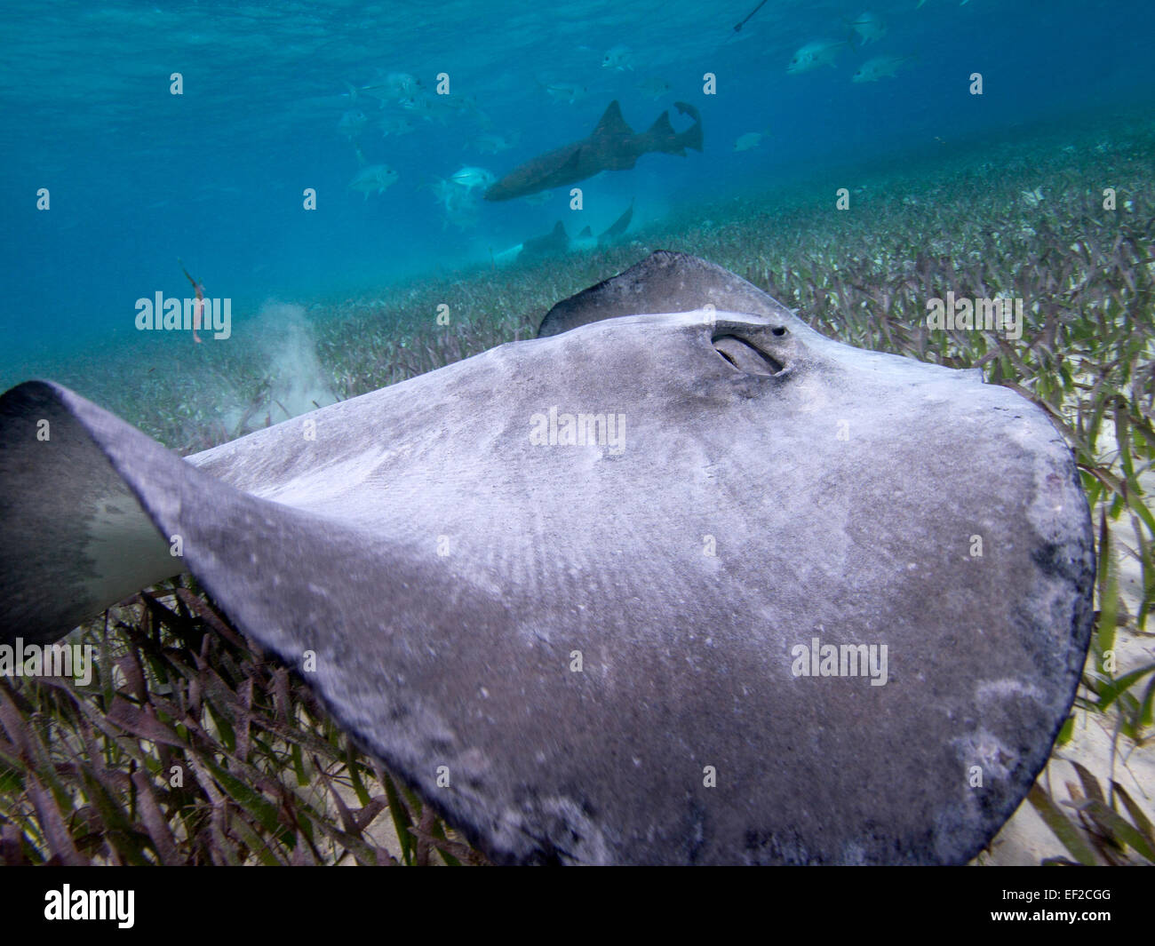Stingray at Shark Ray Alley, Hol Chan Marine Reserve, Belize Stock ...