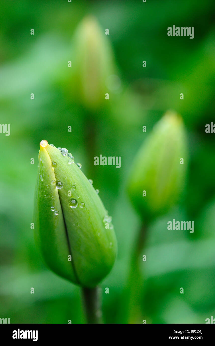 A group of three new green Tulip buds. Nearest bud in clear focus with ...