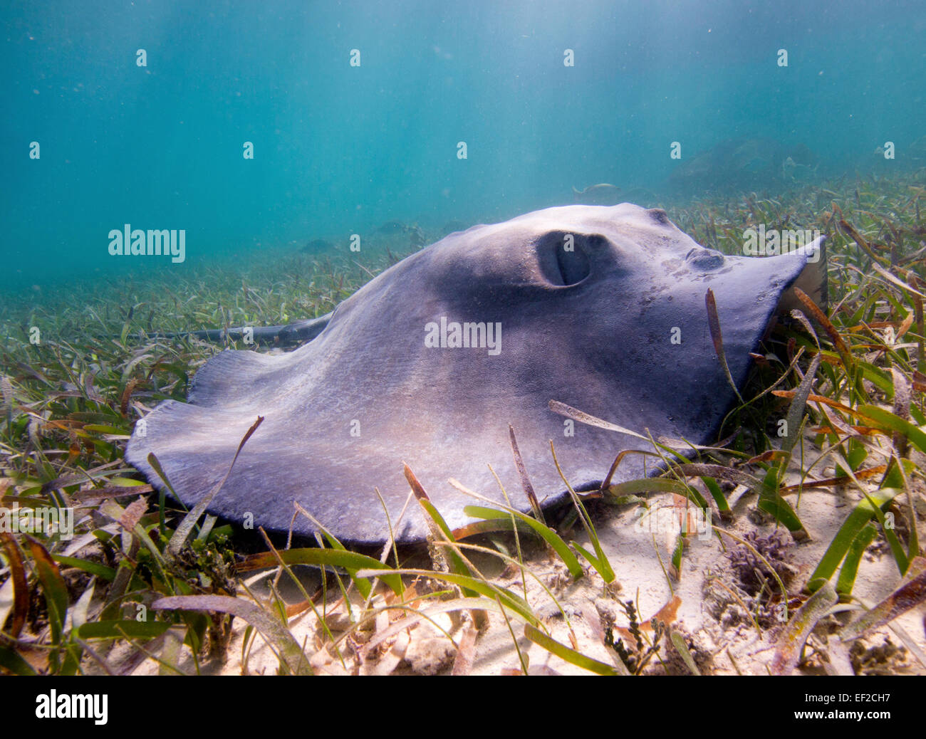 Shark ray alley belize hi-res stock photography and images - Alamy