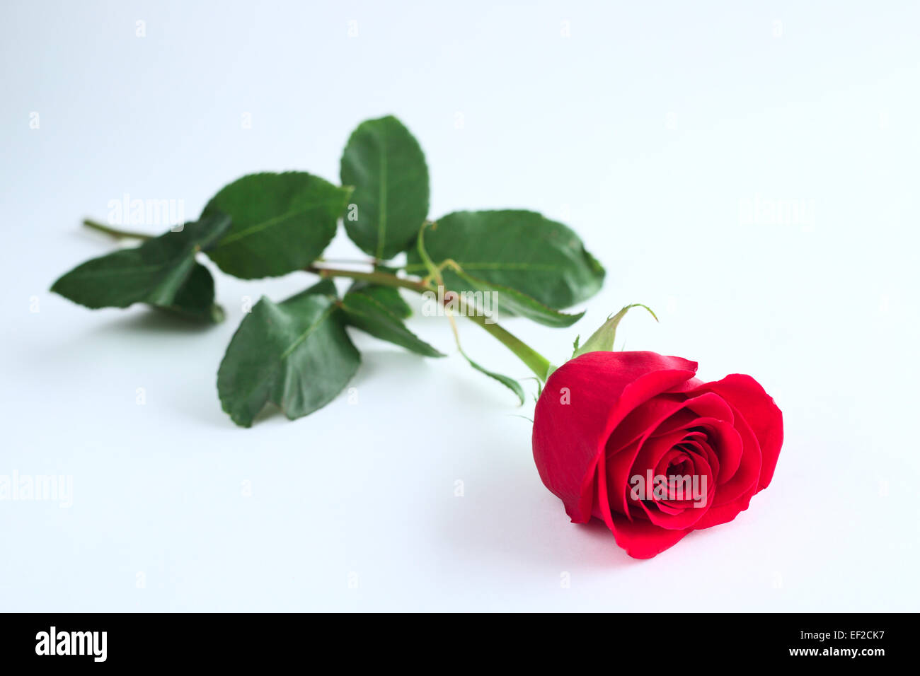 One beautiful fresh Red rose on white background Stock Photo - Alamy