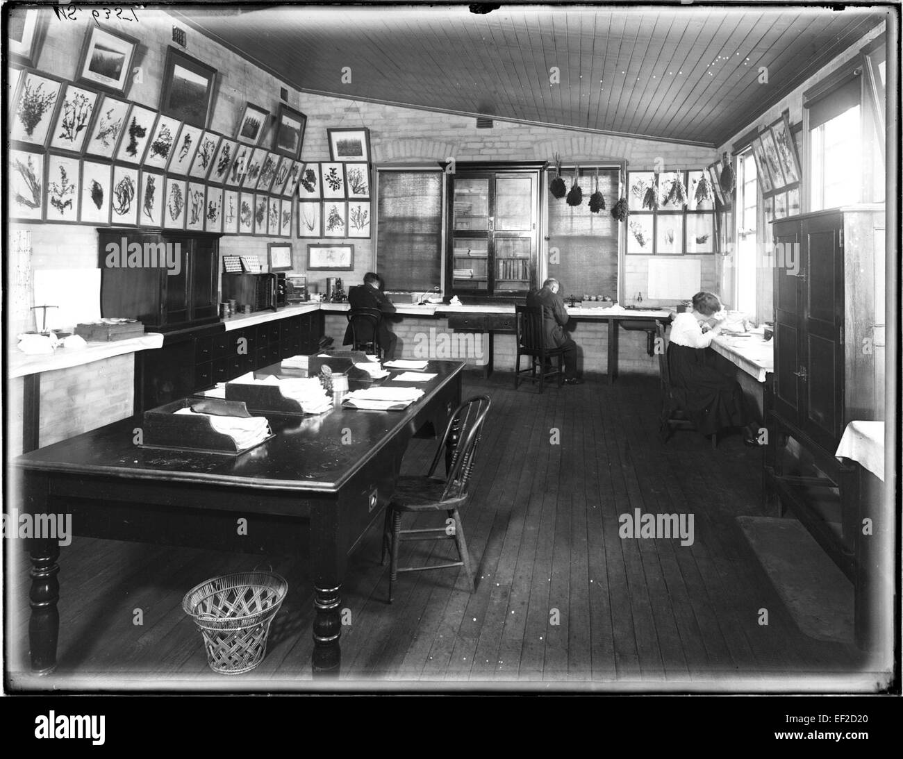 Botanic Gardens laboratory - germination plant Stock Photo - Alamy