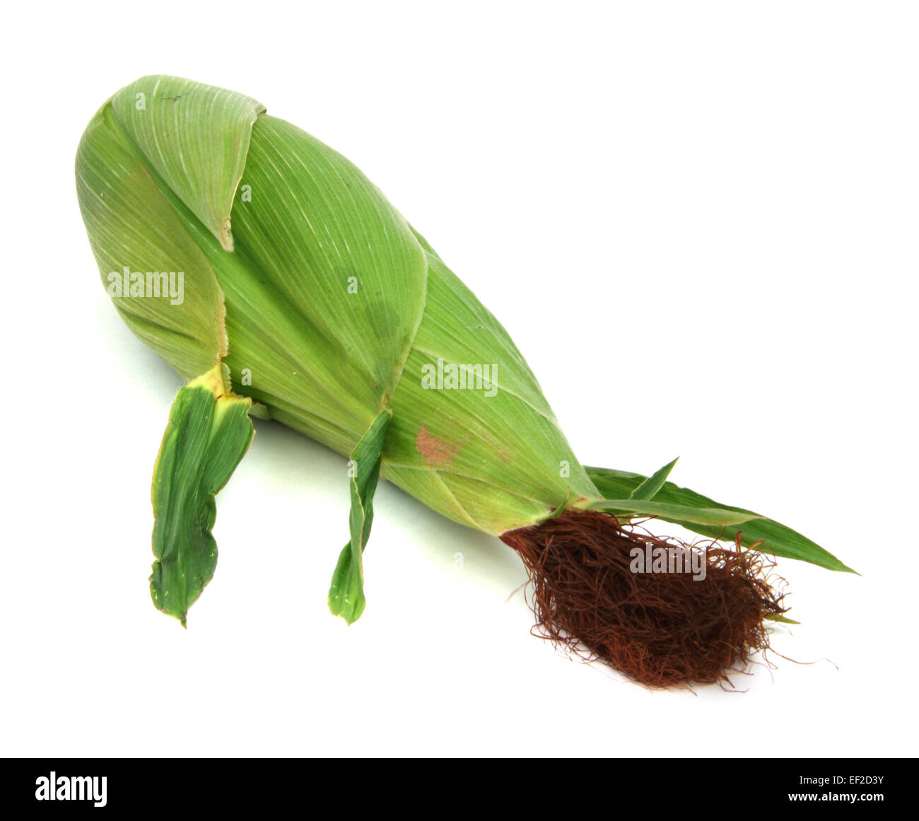 Closed ear of corn isolated on a white background Stock Photo - Alamy