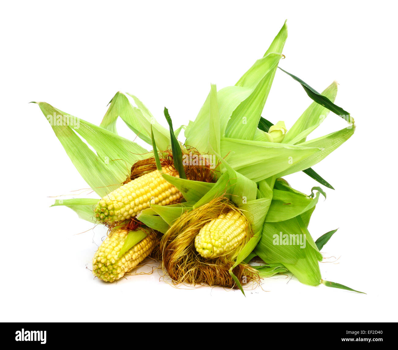 Three ears of corn isolated on a white background Stock Photo - Alamy