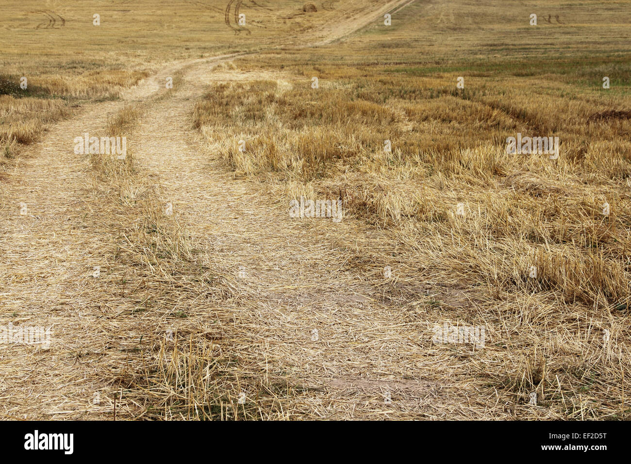 Wheat Field after Harvest with track of tractor Stock Photo - Alamy