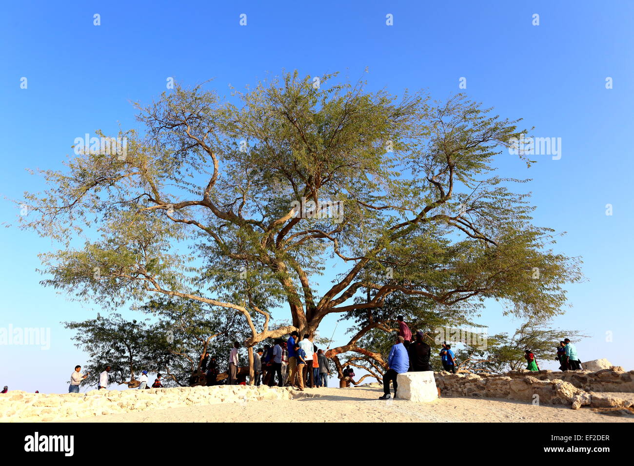 Bahrain tree of life hi-res stock photography and images - Alamy