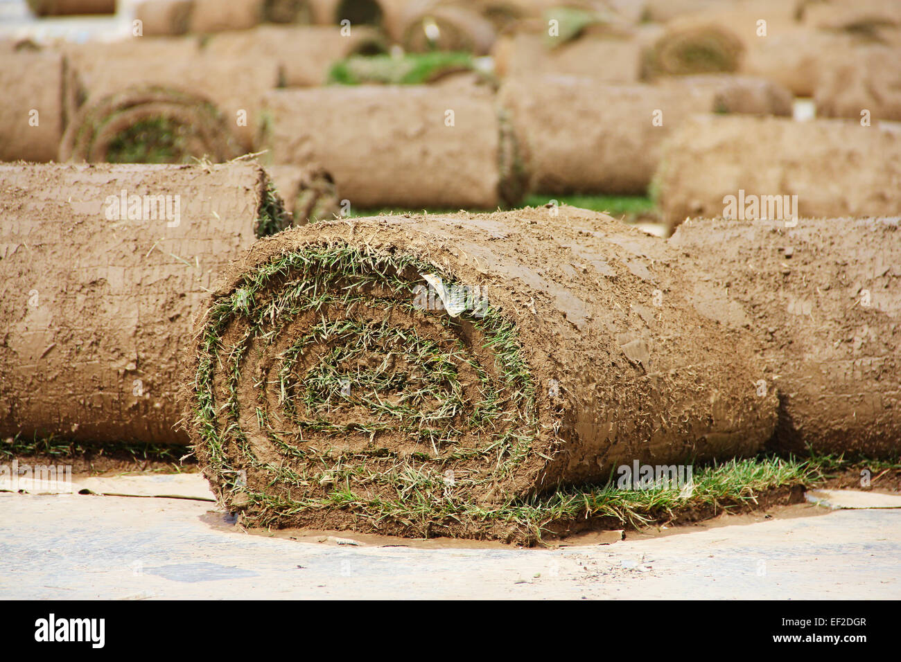 Turf grass rolls partially unrolled close up Stock Photo - Alamy