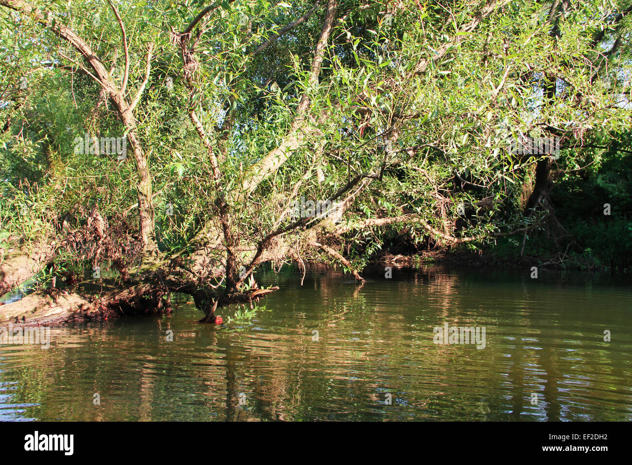 Forest river scene with trees over the water Stock Photo - Alamy