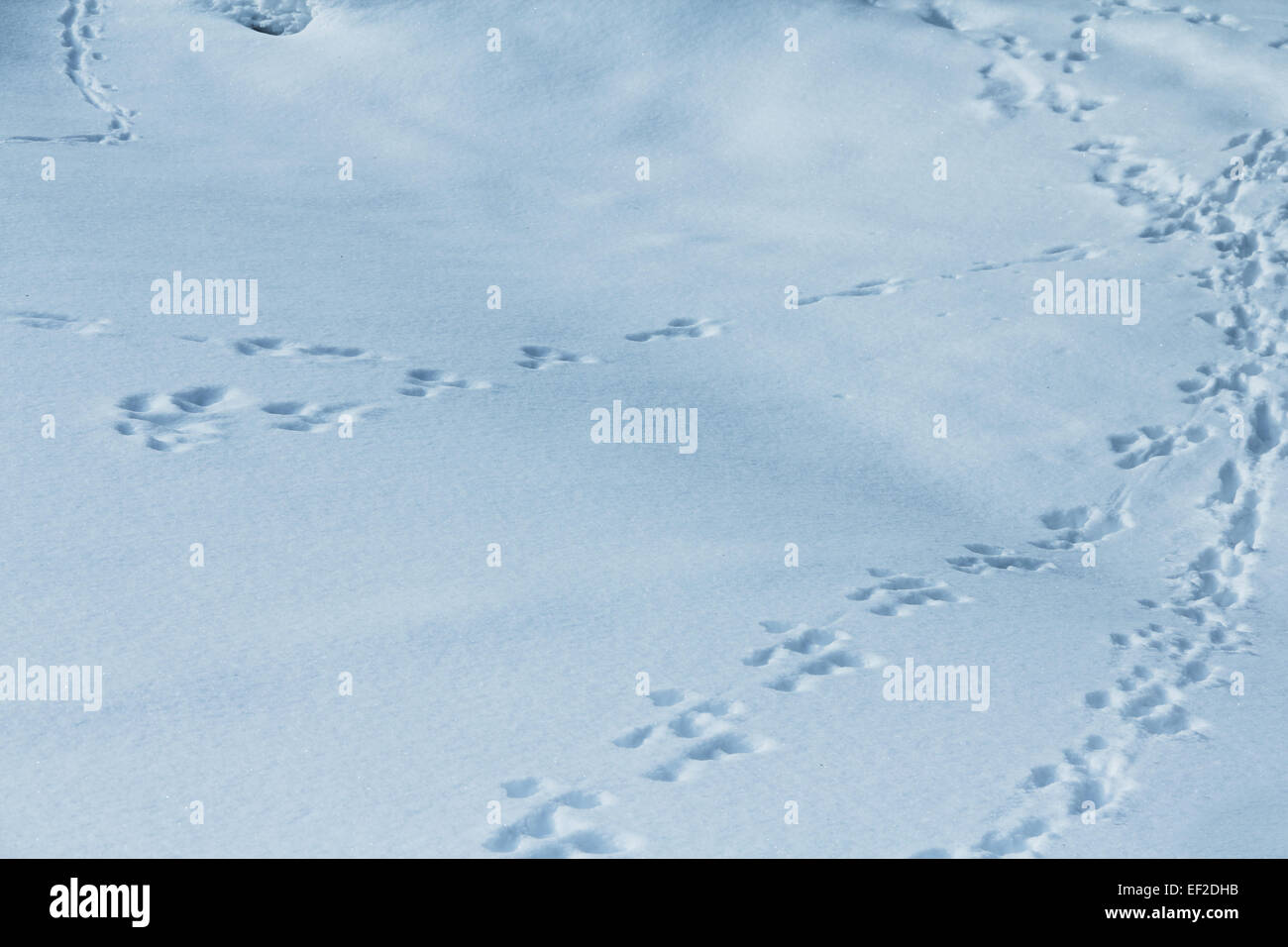 animal traces on fresh clean white snow Stock Photo - Alamy animal traces on fresh clean white snow Stock Photo - Alamy