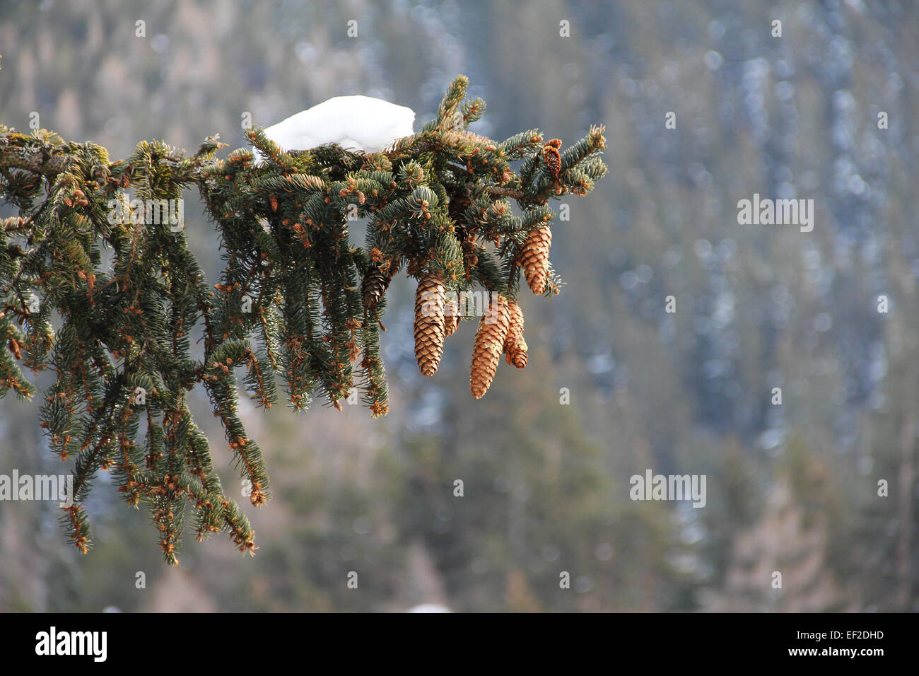 Alpine pine cone snow hi-res stock photography and images - Alamy