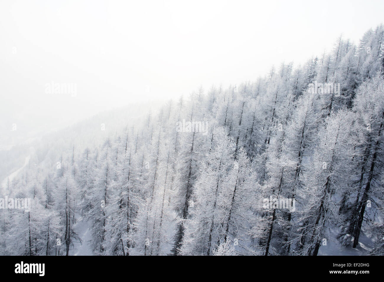 Mountain forest of fir trees covered with frost in winter Stock Photo ...