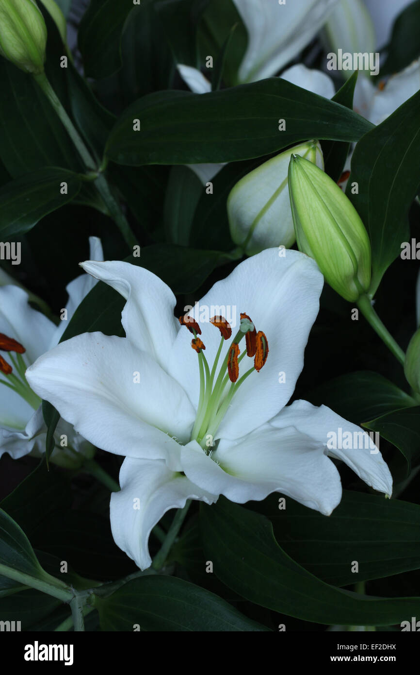 Beautiful fresh lily bouquet macro close up Stock Photo - Alamy