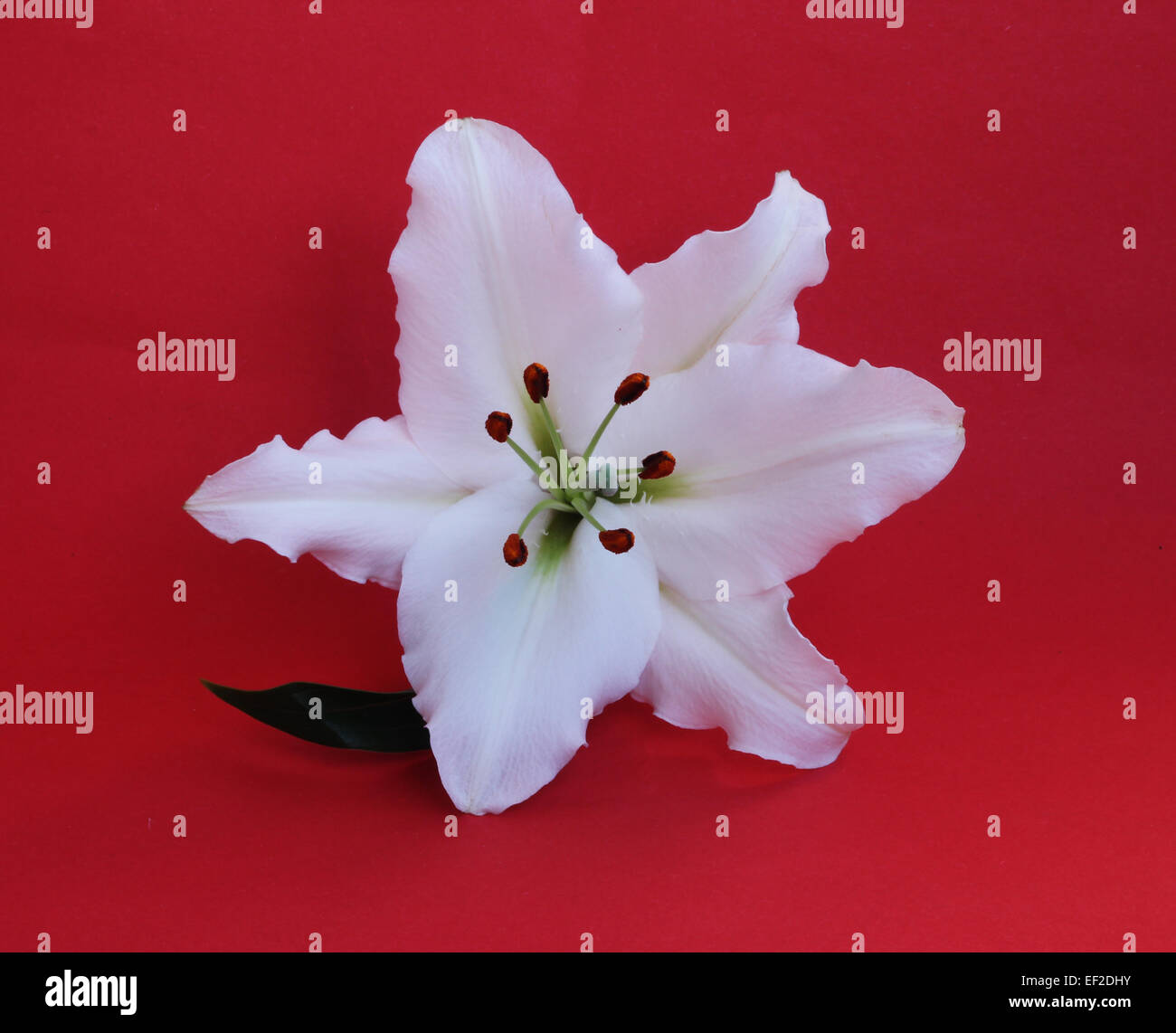 One day lilly hi-res stock photography and images - Alamy