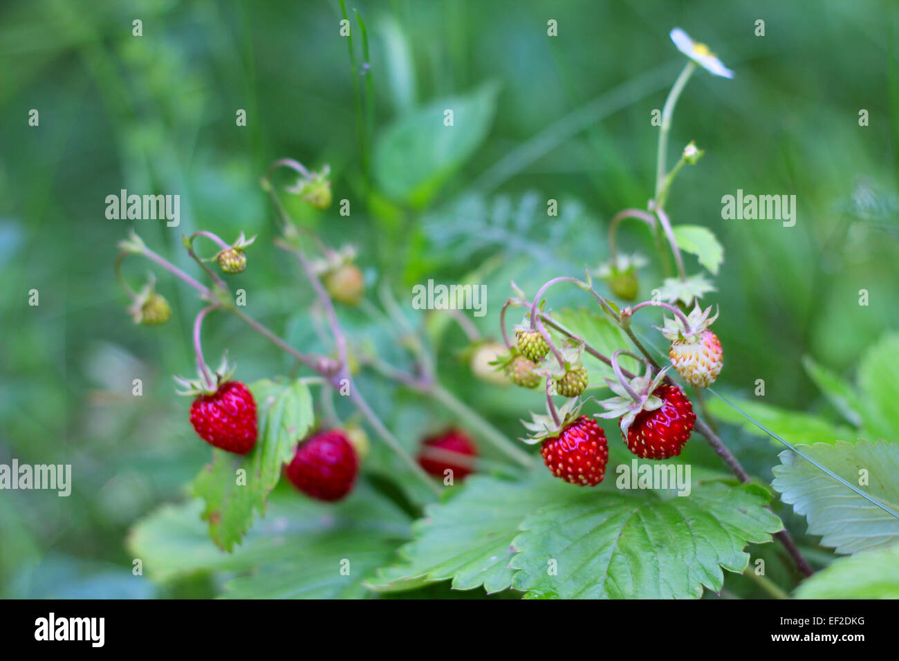 Wild red strawberry plant with leaves and flowers close up Stock Photo ...
